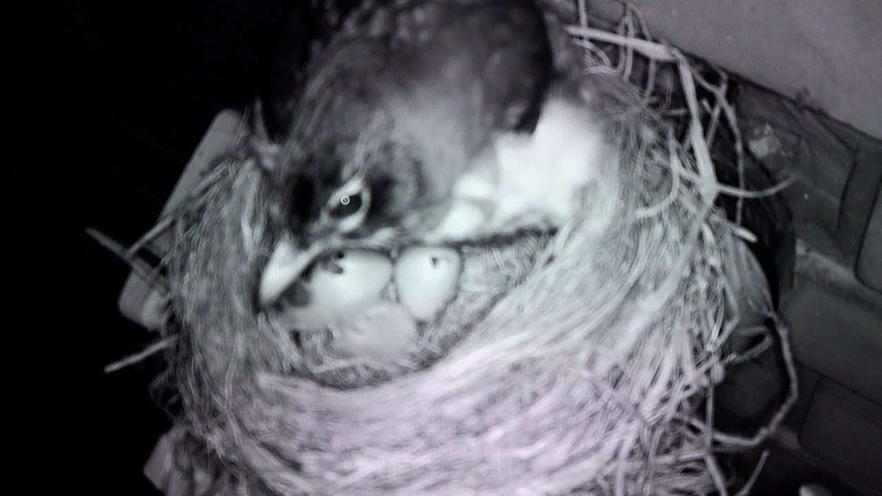 First baby robin hatchling egg hatched at night during heavy rain with ...