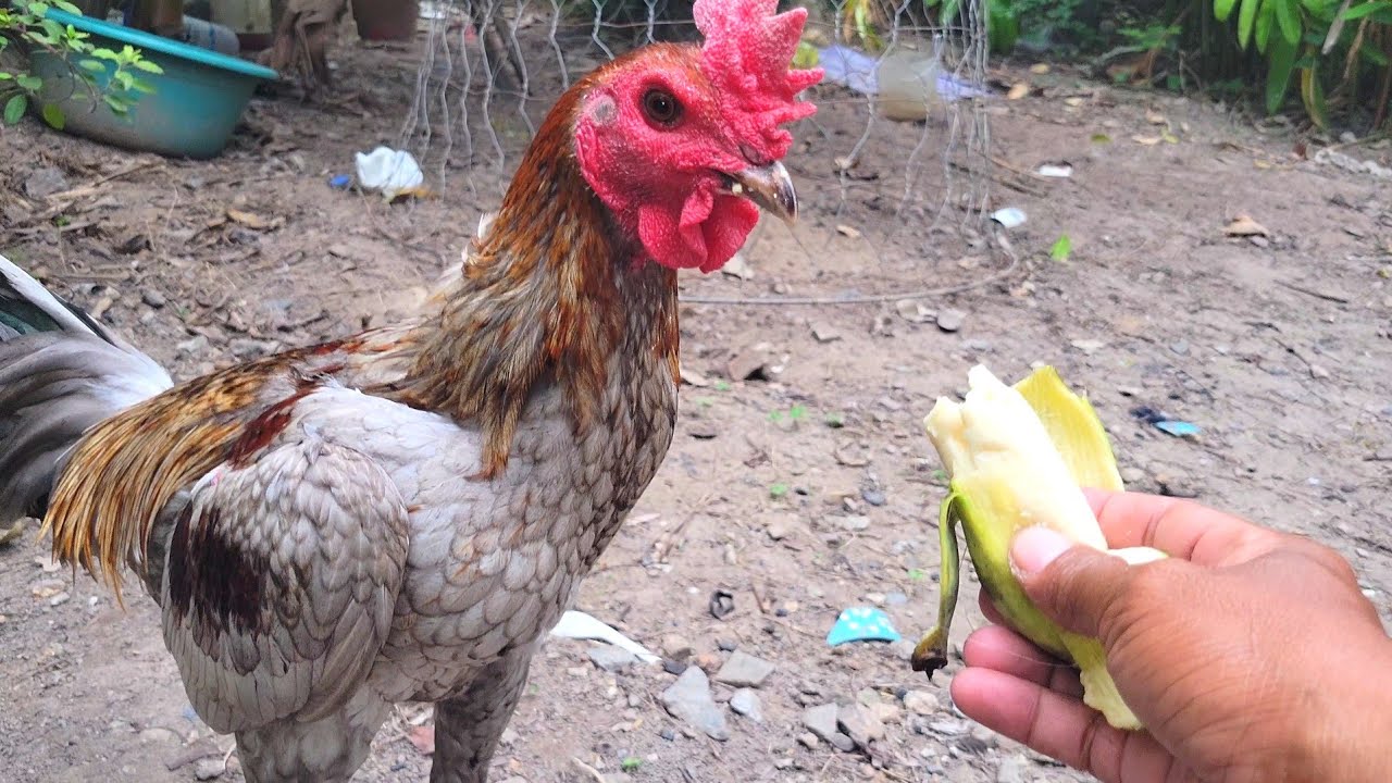 Feeding And Playing With Young Grey Color Friendly Rooster After Work ...