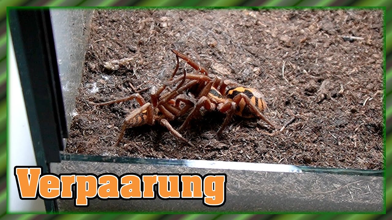 Hapalopus formosus Verpaarung - Holy Sh..?! - YouTube