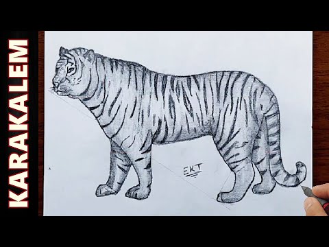 KARAKALEM KAPLAN ÇİZİMİ - KAPLAN NASIL ÇİZİLİR - HAYVAN ÇİZİMLERİ