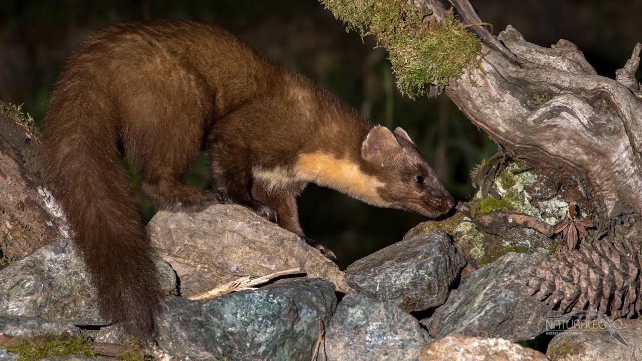 Martora (Martes martes) - YouTube