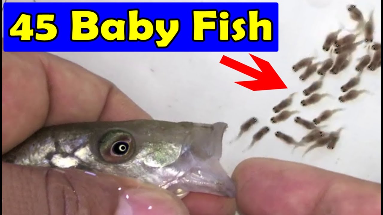 Mother Leaf cichlid fish, gave birth to 45 baby fish 😍🐬👍🙏 - YouTube