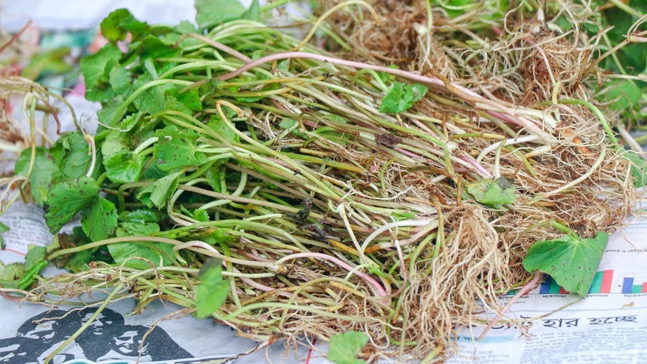 Centella Asiatica | Pennywort | Thankuni Pata | Gotu Kola & Lentil ...