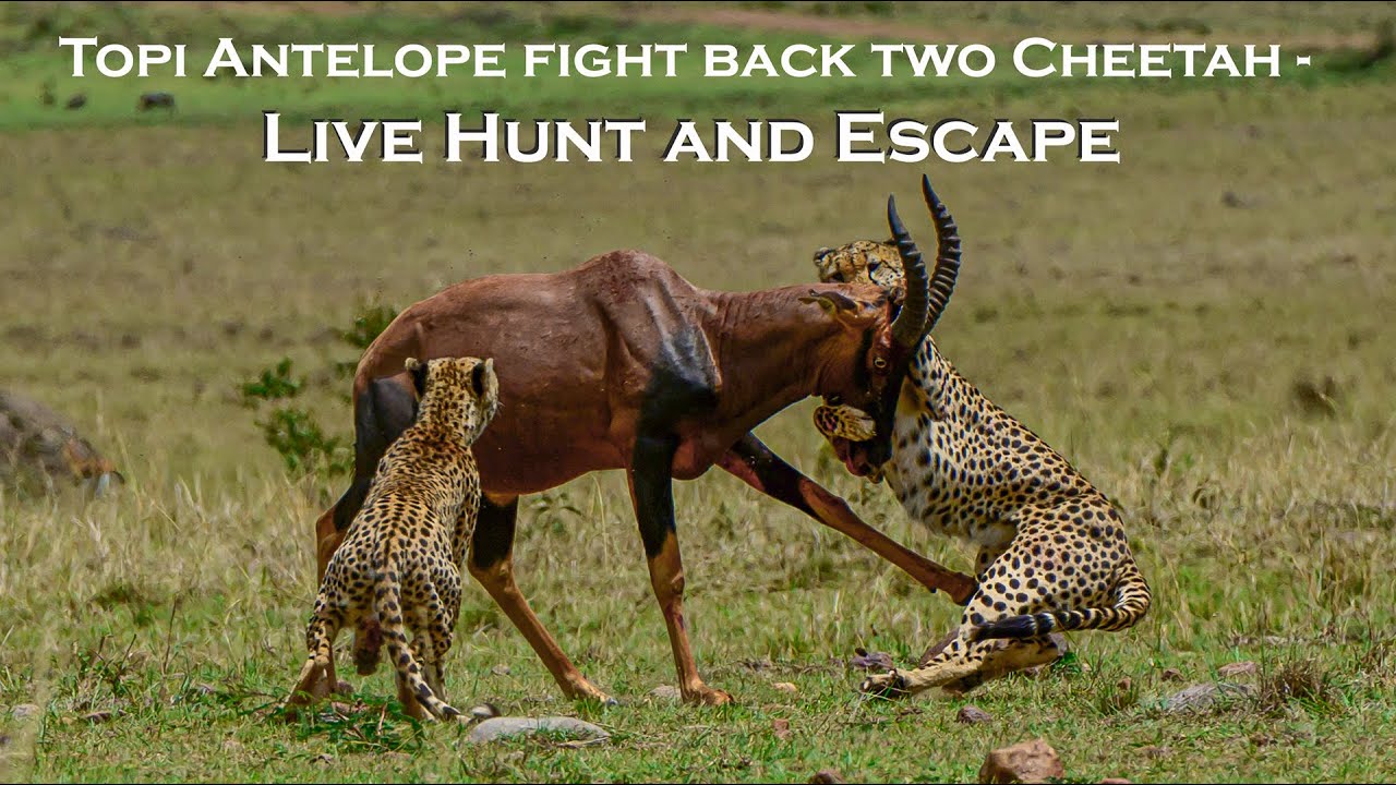 Topi Antelope fight back two Cheetah Live Hunt and Escape - YouTube