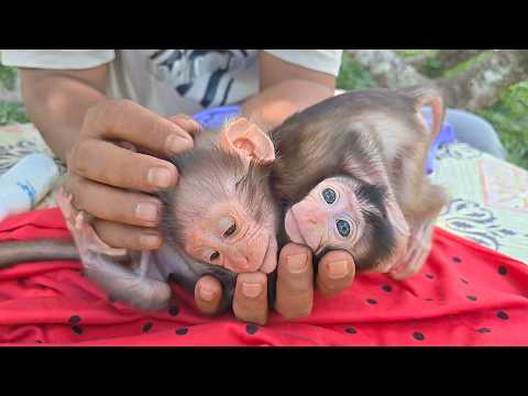 New baby monkey is jealous 😅😂 wants to take Libby's position from dad🤣🤣