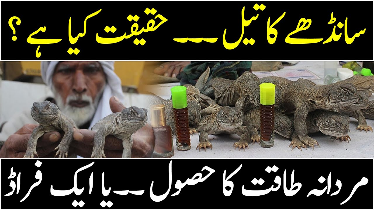 Sanday Kay Tail Ki Haqeeqat Reality Of Sanda Oil Spiny Tailed sanday-kay-tail-ki-haqeeqat-reality-of-sanda-oil-spiny-tailed