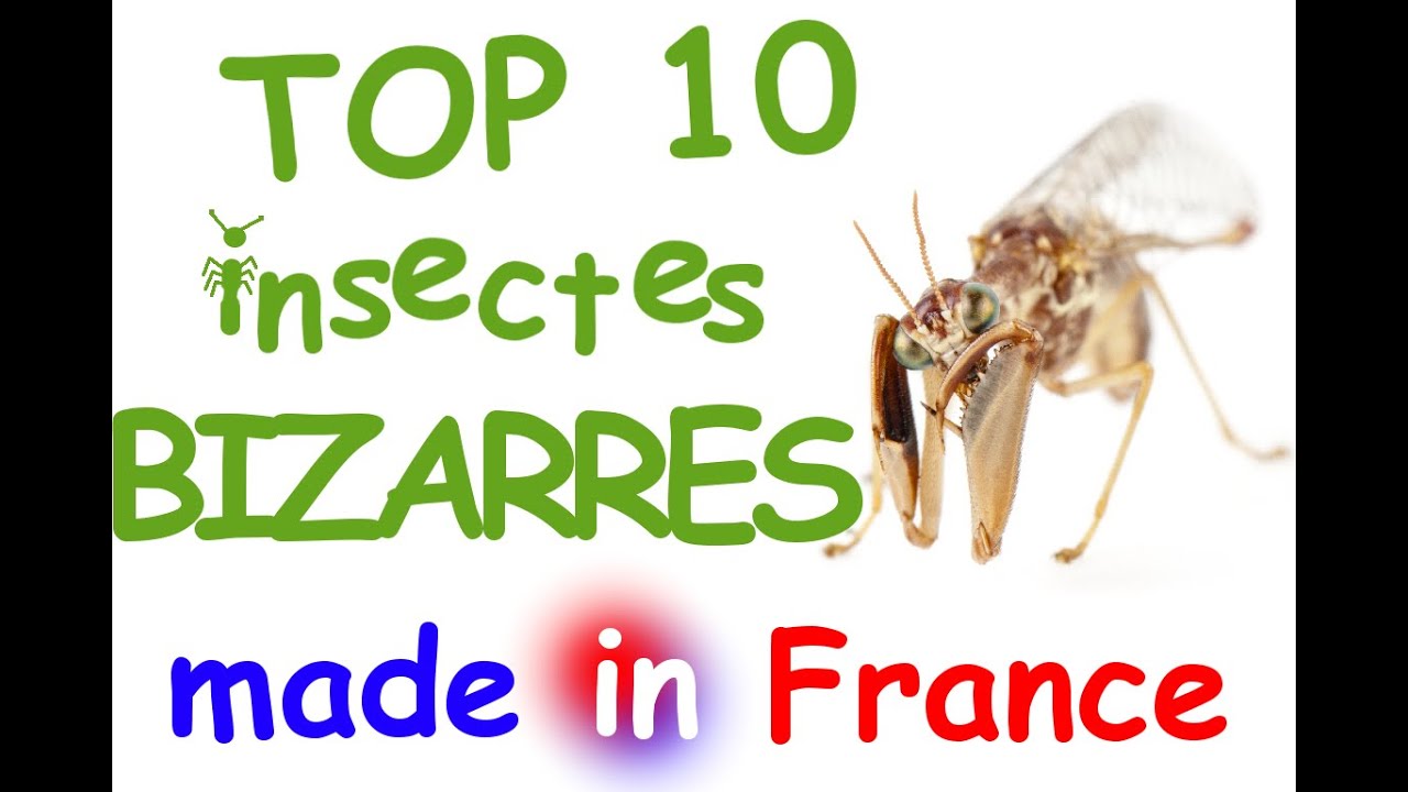 TOP 10 INSECTES FRANÇAIS MÉCONNUS - YouTube