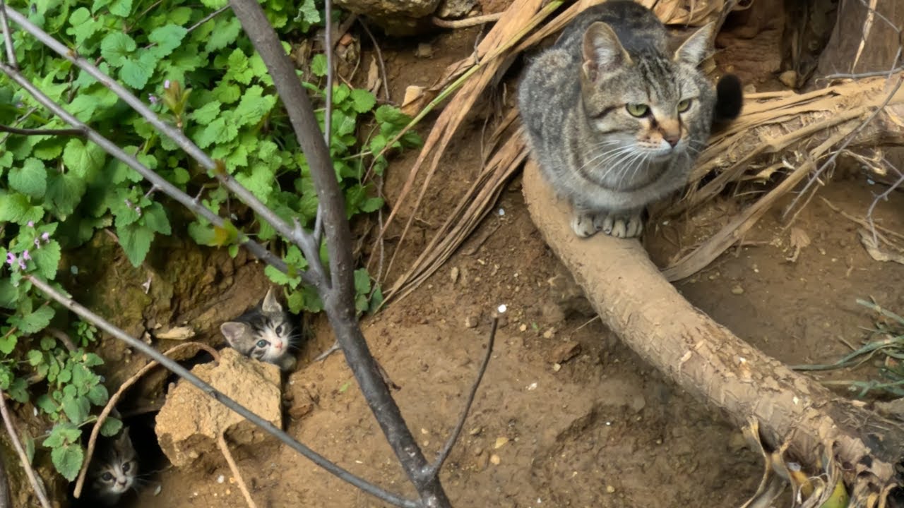 Protective Mother Cat Hides Her Kittens Underground - YouTube