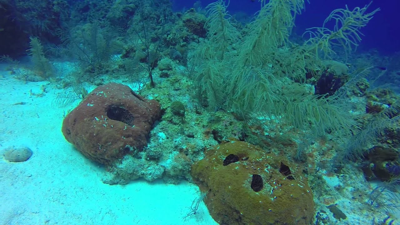 Touch-Me-Not Sponge - YouTube