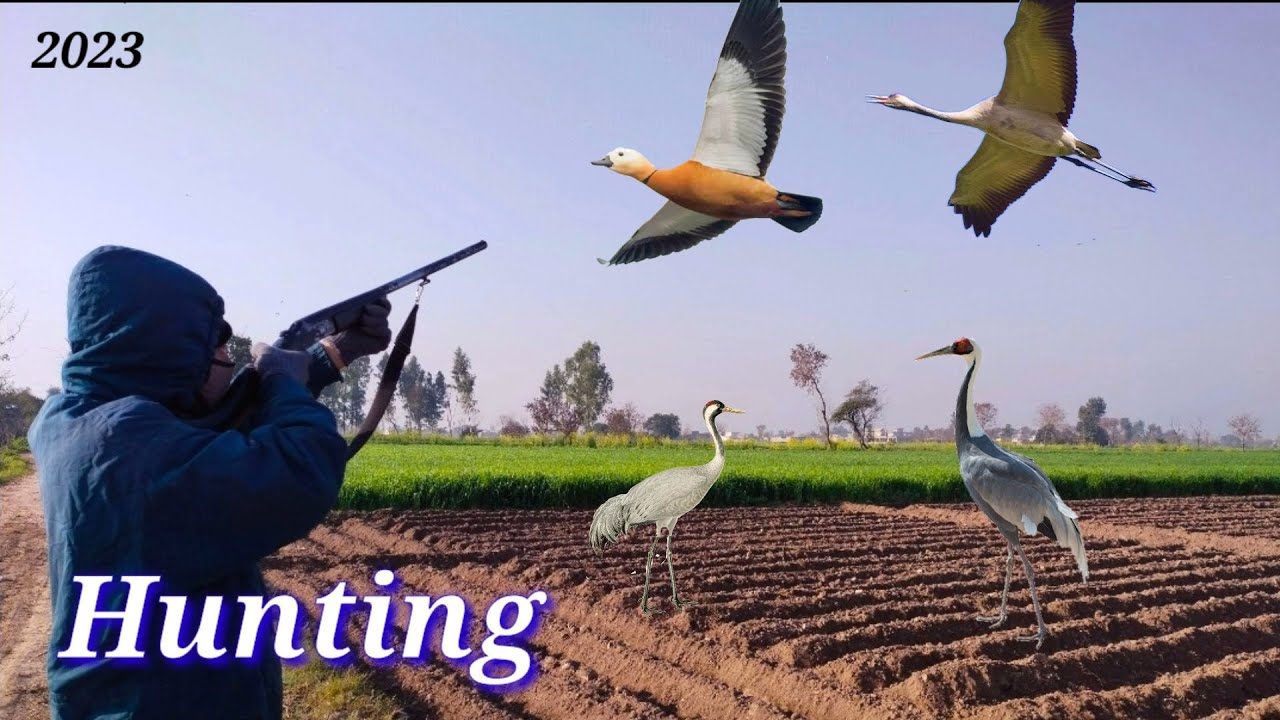 Best Shots with Shotgun || Crow and Dove Long Range Shots - YouTube