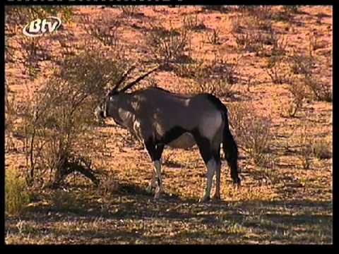 Botswana TV promo - YouTube