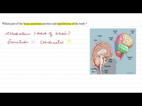 What Lobe Controls Balance And Posture