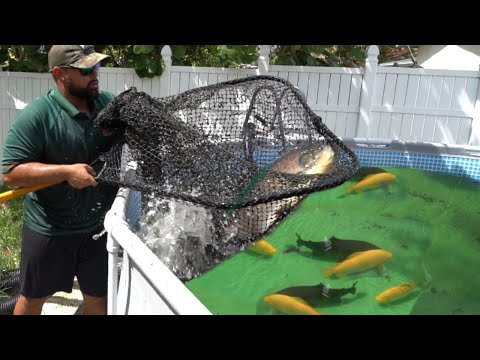 Mega PACU Fish Added to Outdoor Pool Pond AQUARIUM for BREEDING! - YouTube