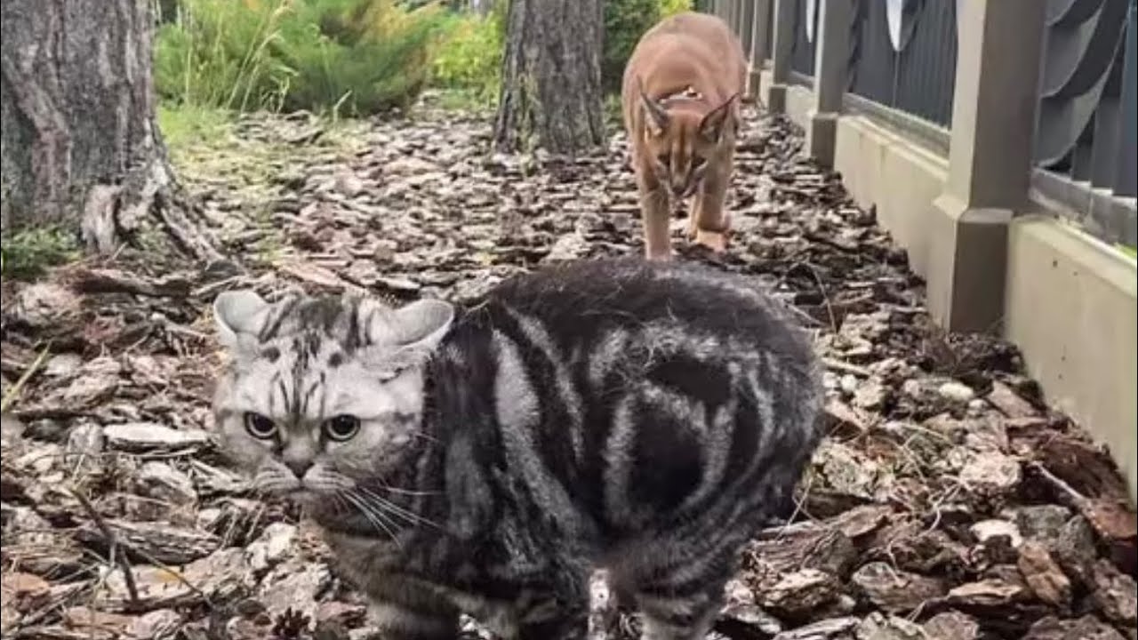 Young Pumba meet’s neighbour cat 😨🙈 - YouTube