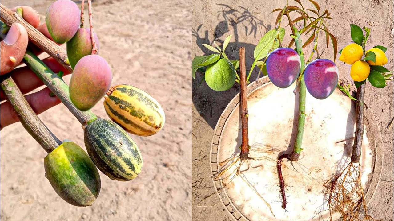 Unique Skill How To Grow Mango Orange And Guava Tree With New Technique ...