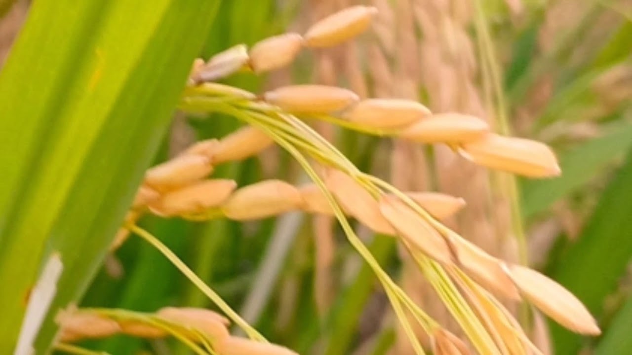 Padi sawah menguning - YouTube
