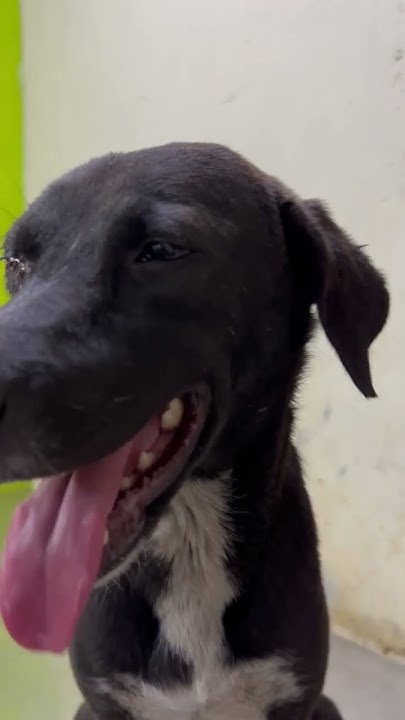 Swollen, Oozing Eye Threatens Stray Pup’s Survival As Her Body Battles ...