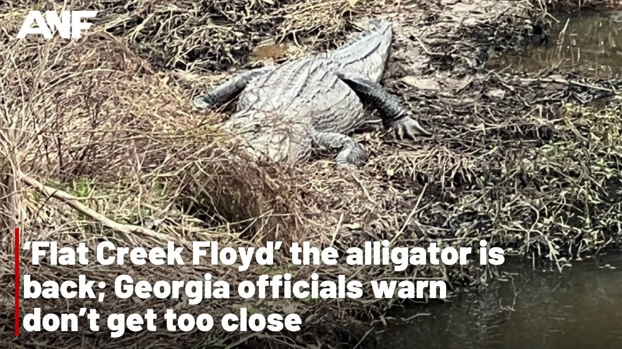 ‘Flat Creek Floyd’ the alligator is back; Georgia officials warn don’t ...