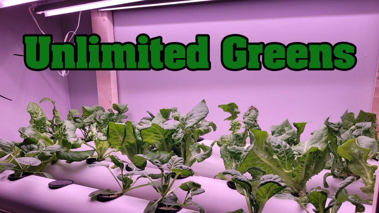 How To Build A DIY Hydroponic System To Grow Food At Home - YouTube