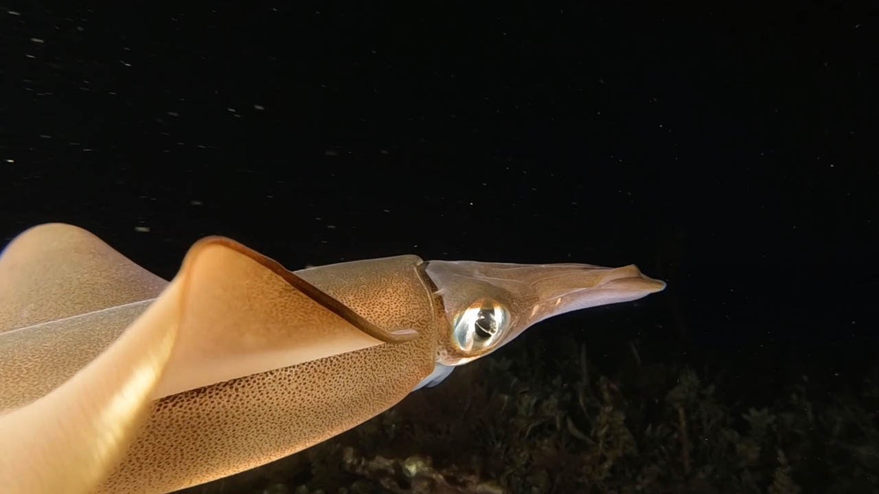 Scuba Diver Swims With Underwater Creatures In New Zealand - YouTube