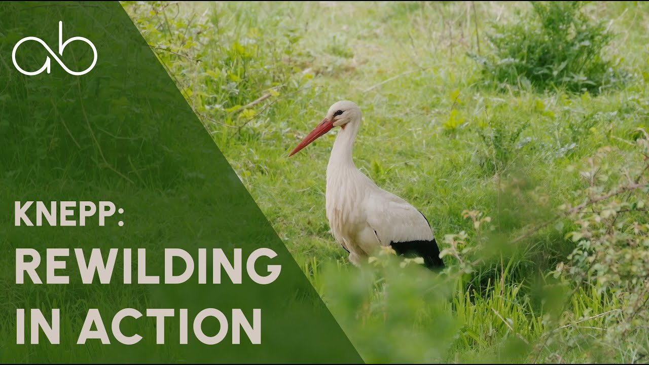 Inside Knepp: Our White Stork Safari & Rewilding Tour - YouTube