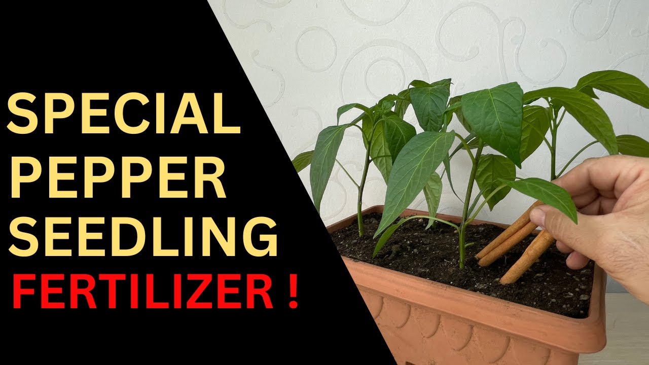 Natural Formula that Grows Pepper Seedlings in Pots at an Amazing Speed ...