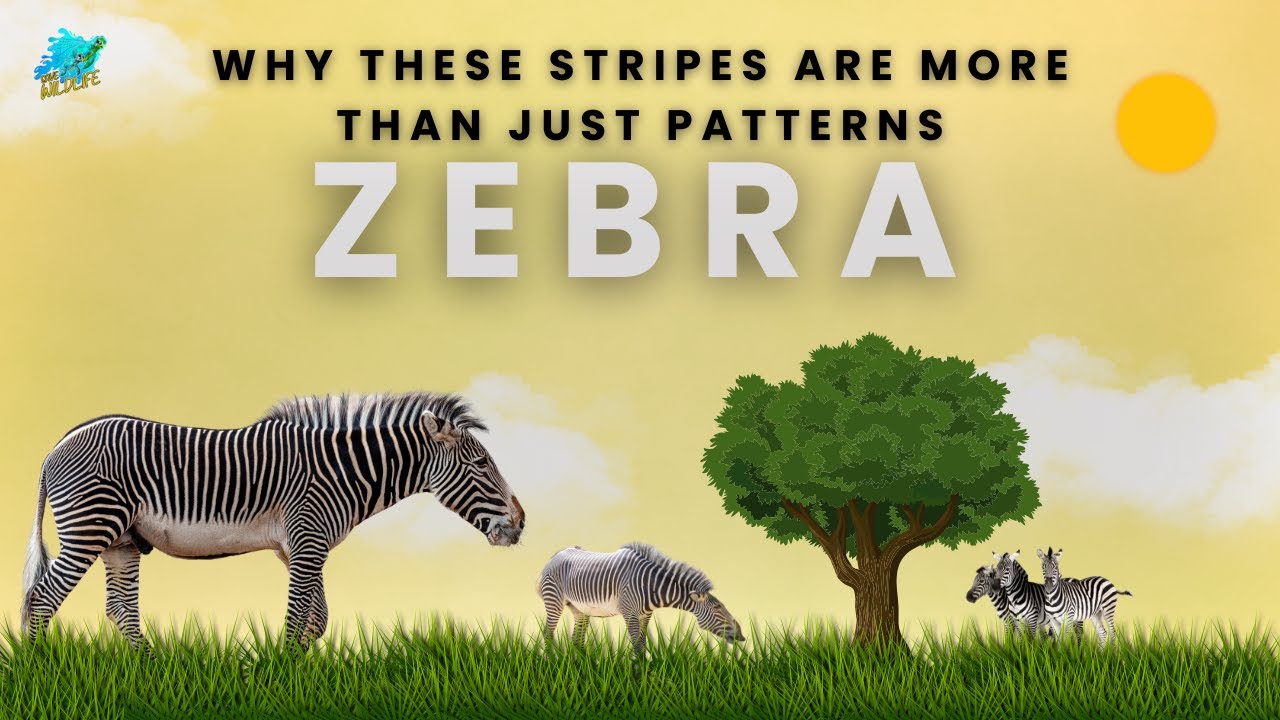 Zebra Secrets Why These Stripes Are More Than Just Patterns #facts # ...