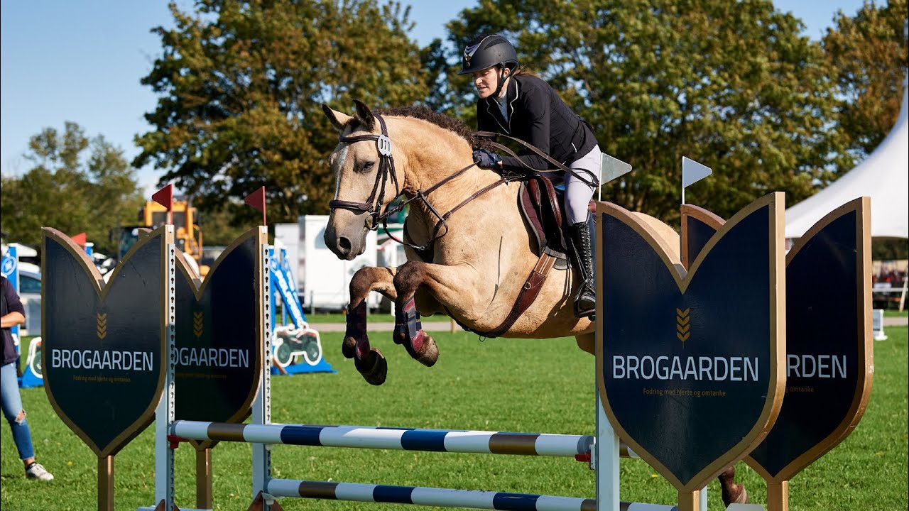 Jumping compilation | Fiston & Jasmin Milli Petersen | curly horse jumping - YouTube