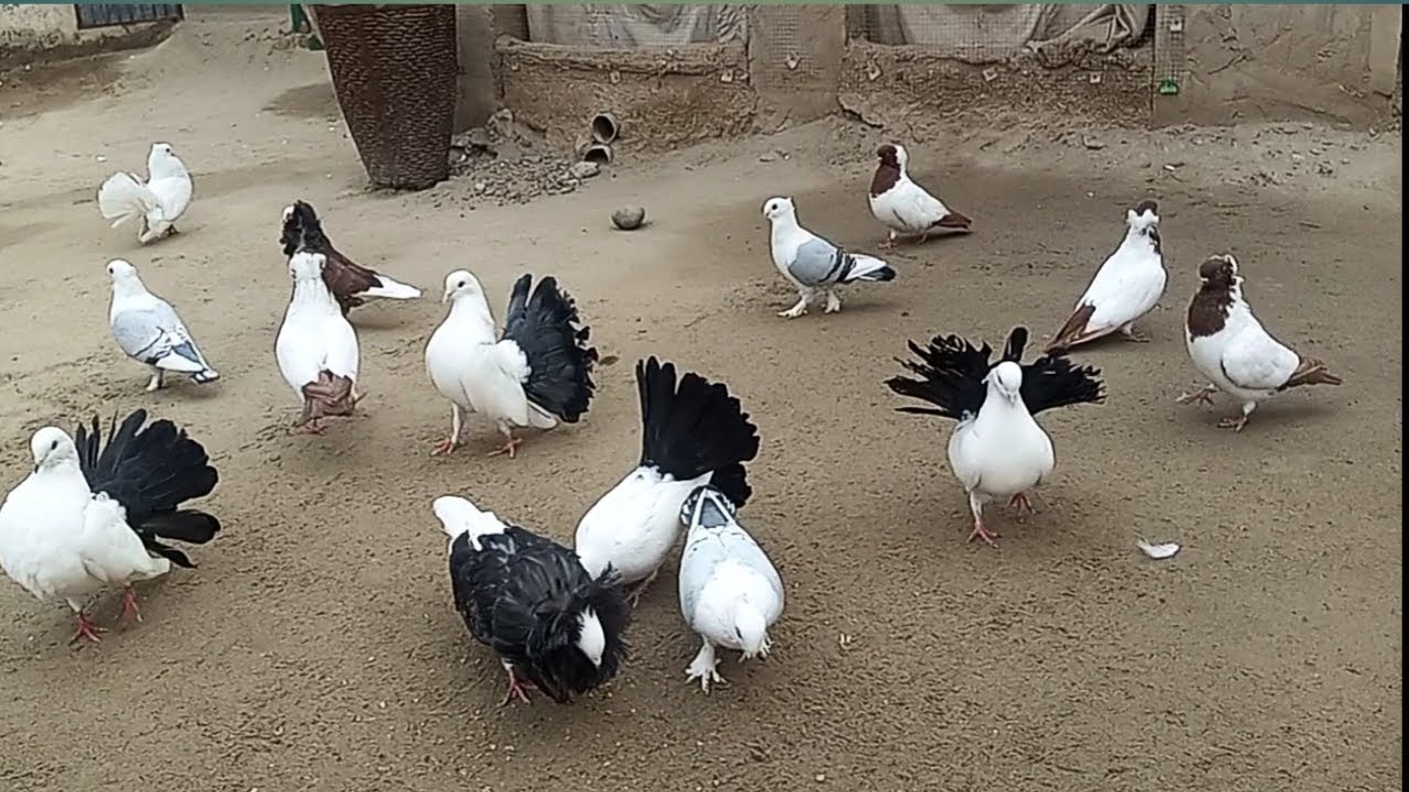 Kabutar ki video | Kabootar ki video | laka Kabootar | Fancy Kabutar ki ...