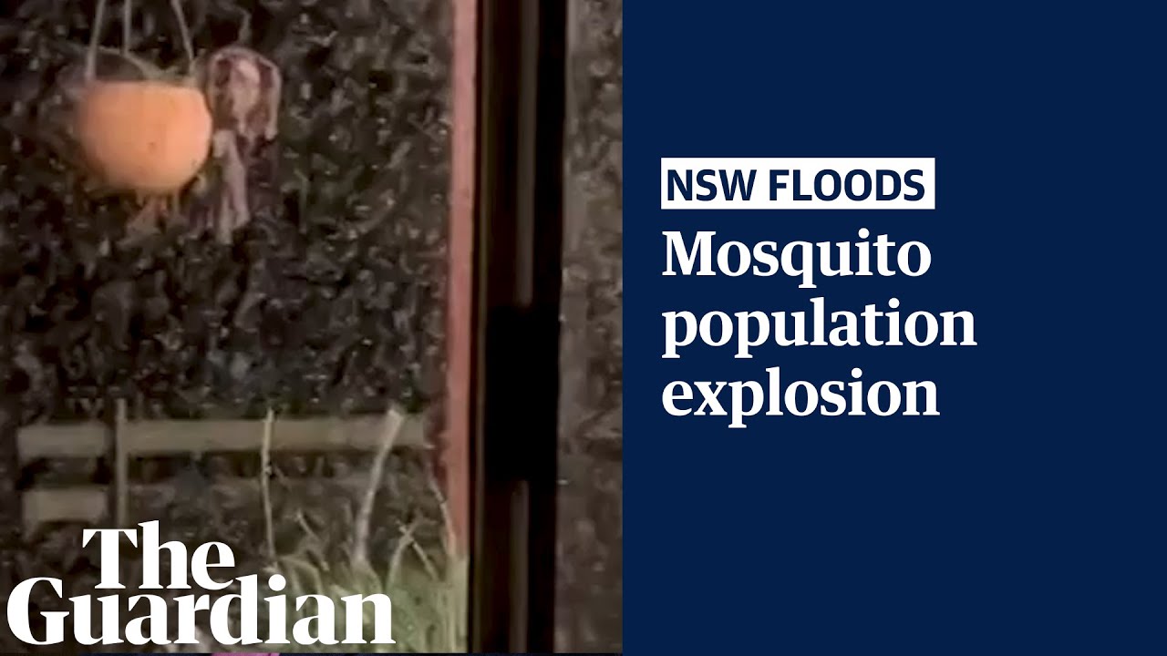 Mosquito population explosion plagues flood-ravaged NSW - YouTube