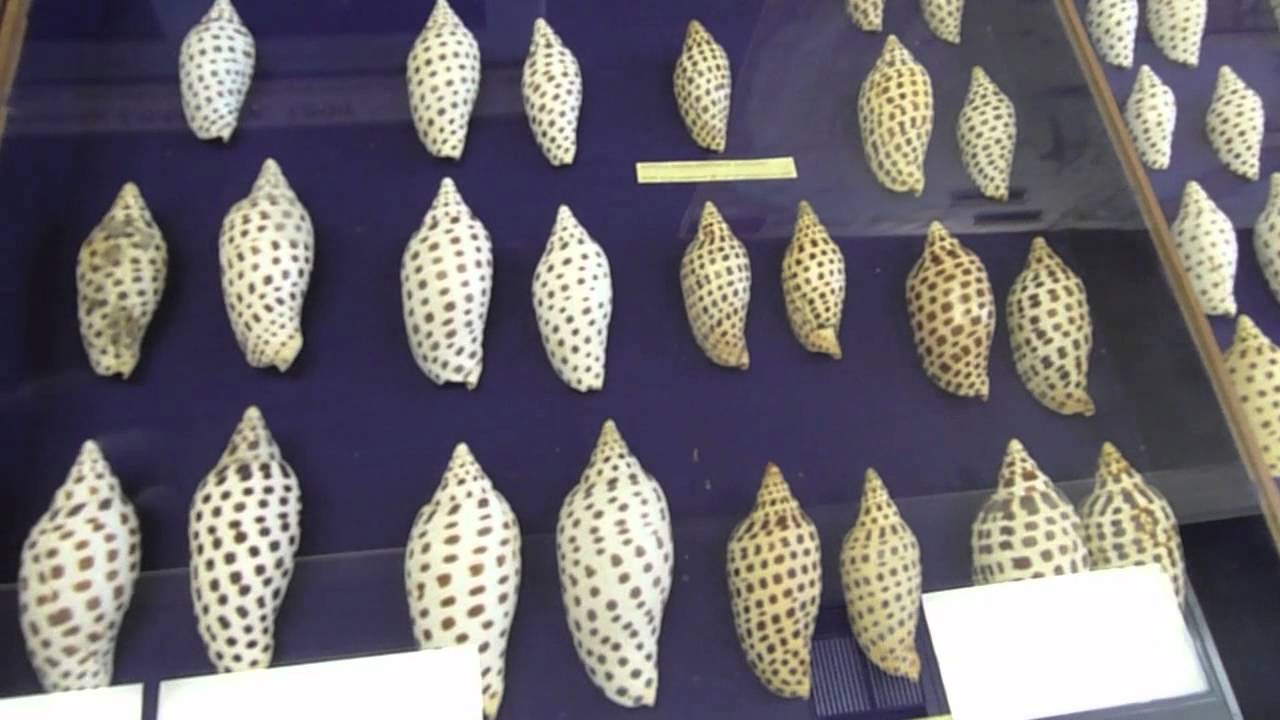 74th Sanibel Shell Fair and Show 2011 - YouTube