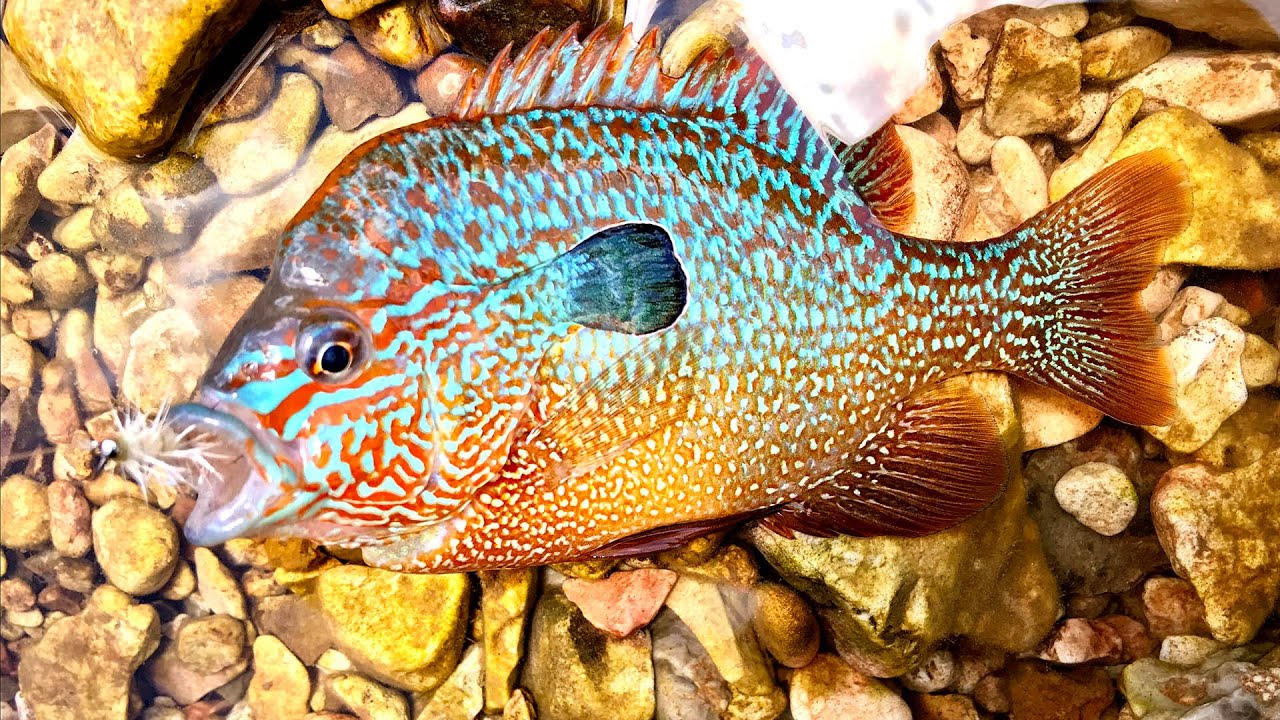 See the catch-and-release of a beautiful Oklahoma longear sunfish - YouTube