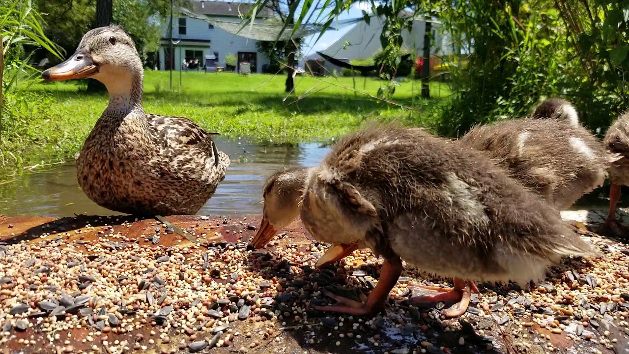 Duck lunch - YouTube