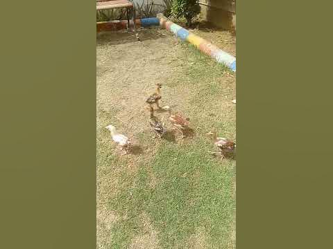 aseel hen with chicks | #aseelchicksgrowth | zoo tv - YouTube