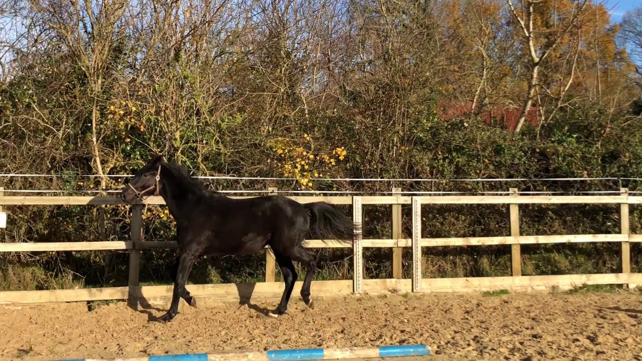 2019 KWPN Stallion by Glocks Taminau (Toto JR) x Gribaldi - YouTube
