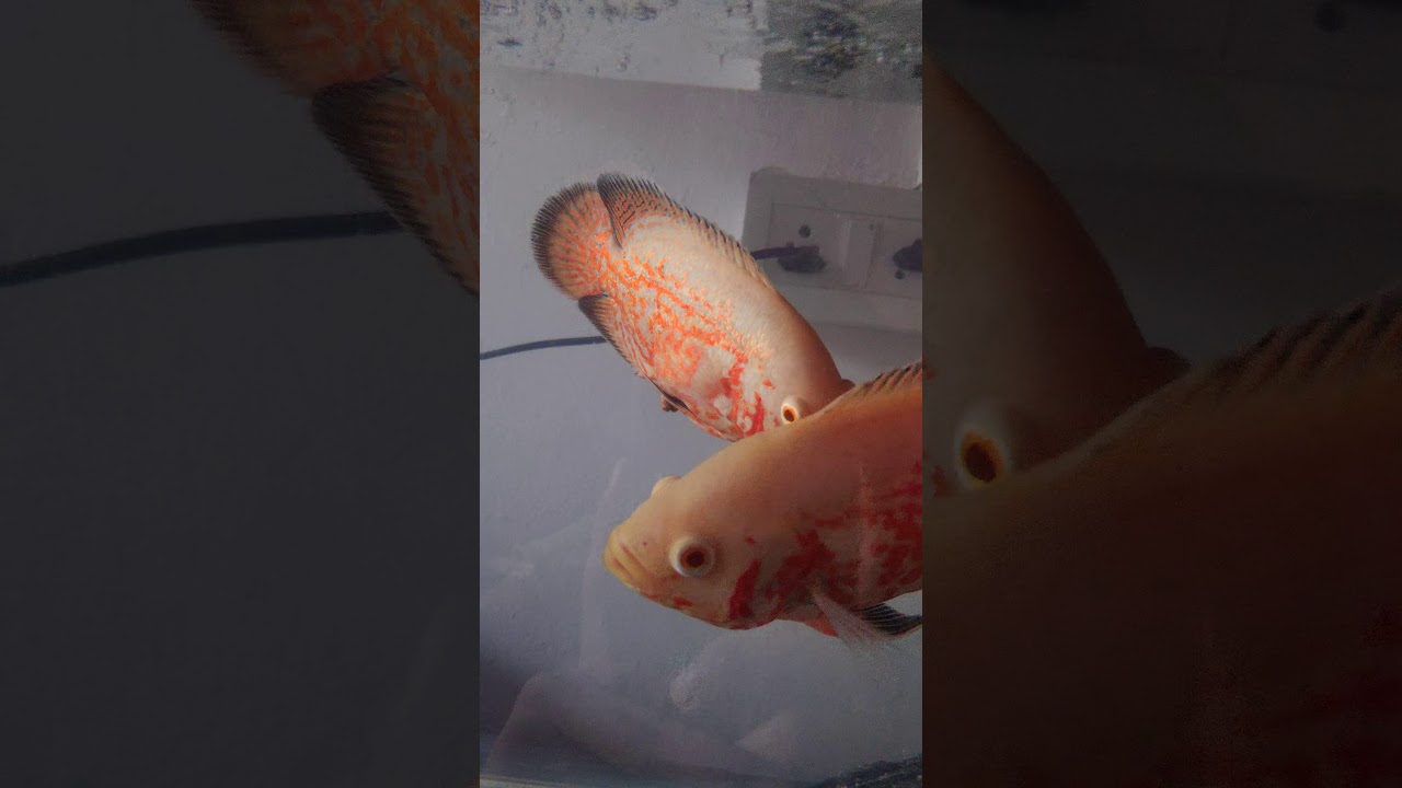 My fish poo is so big💩😂 - YouTube