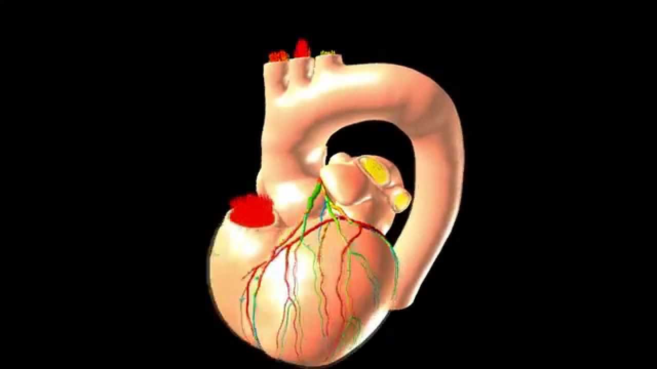 Heart simulations at the molecular level - YouTube