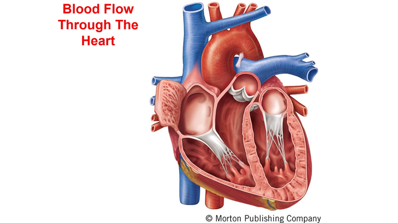 Blood Flow Through The Heart - YouTube