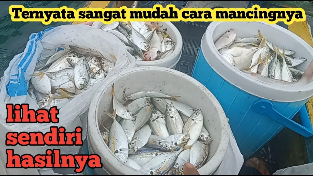VIRAL !!! TERNYATA SANGAT MUDAH MANCING IKAN SELAR DENGAN TEKNIK ...