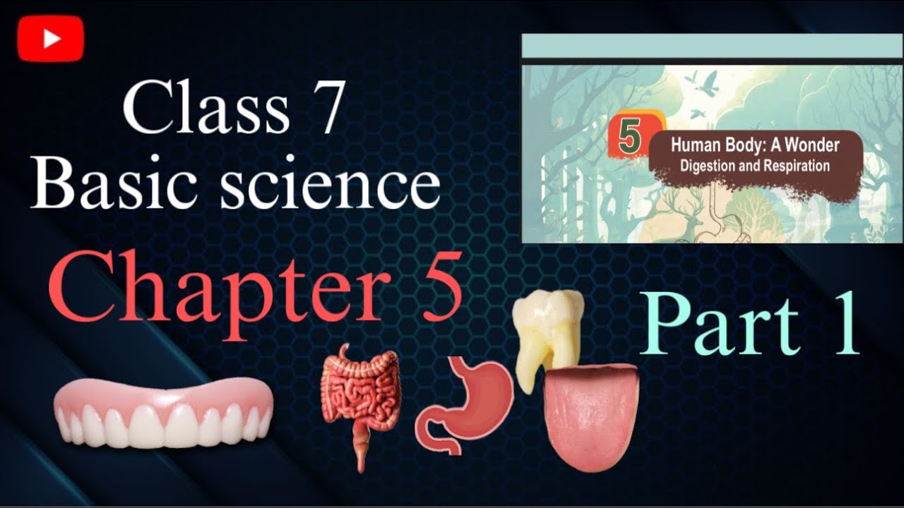 “Class 7 Basic Science |Chapter 5 | Human Body – A Wonder Digestion & Respiration Explained”# ...