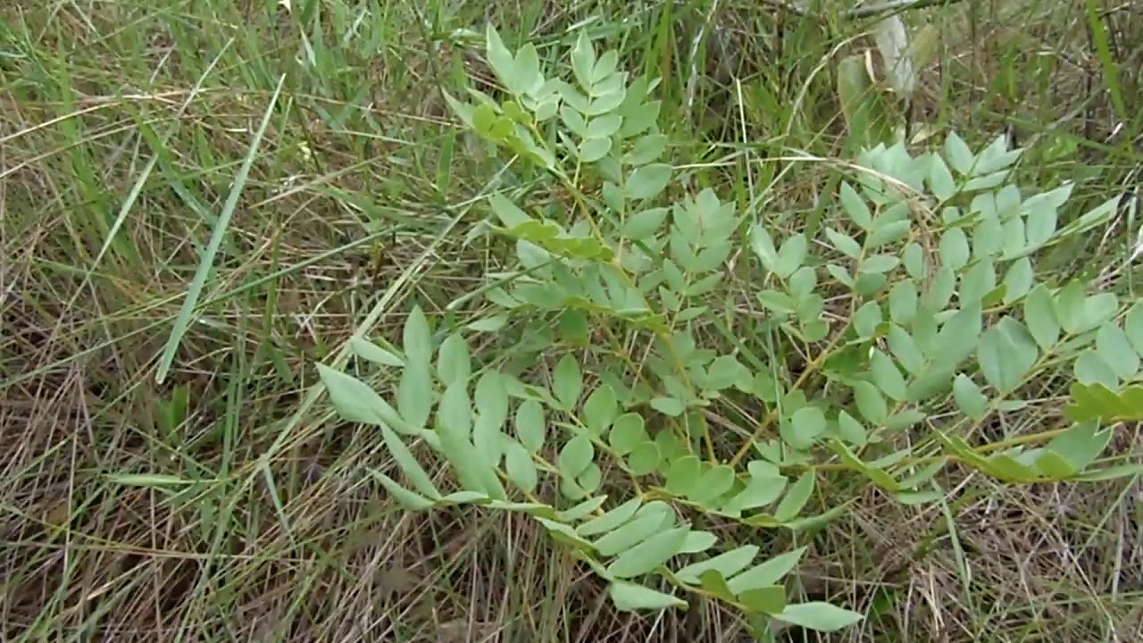 Chá-da carobinha do campo pra reumatismo e outros problemas - YouTube