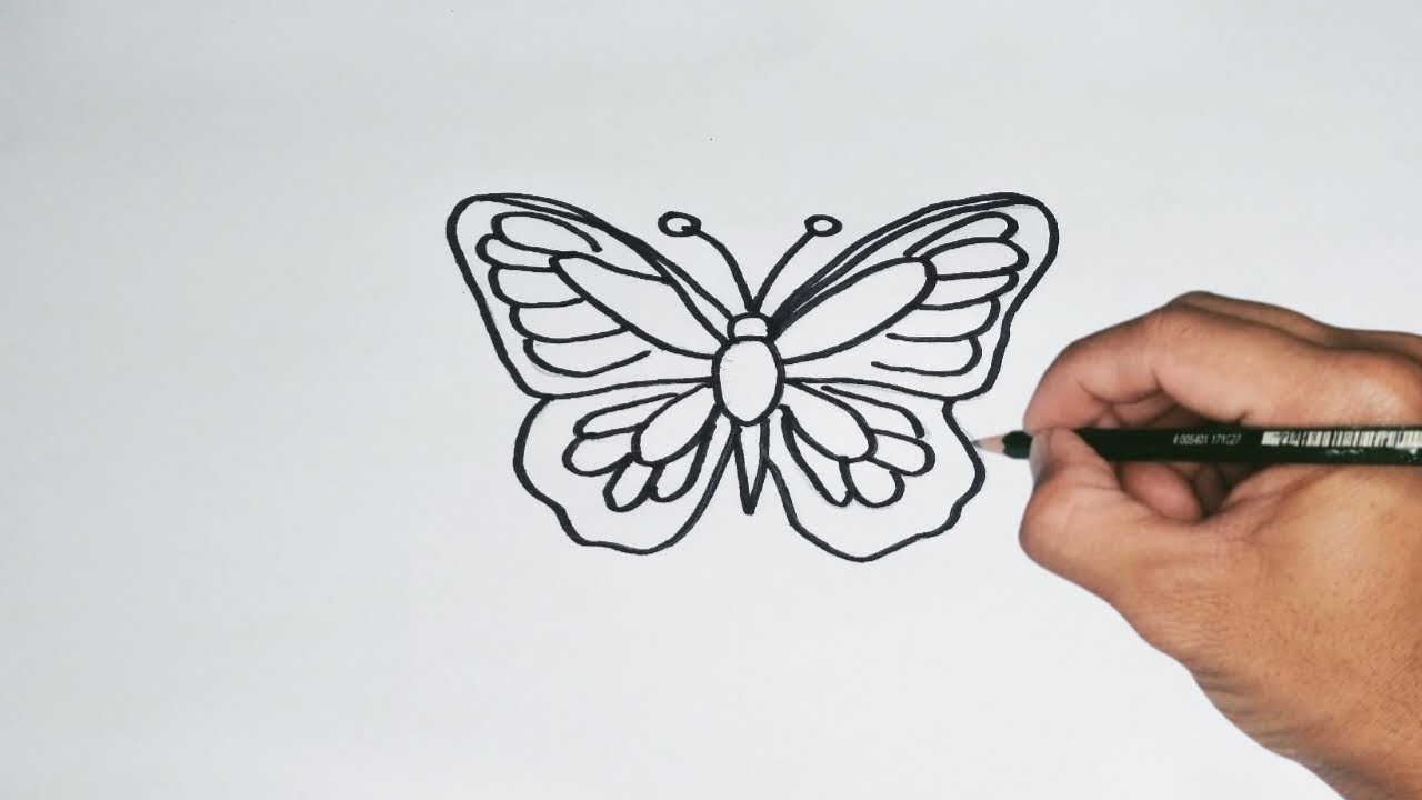 Menggambar sketsa kupu-kupu (butterfly) || belajar menggambar sketsa ...
