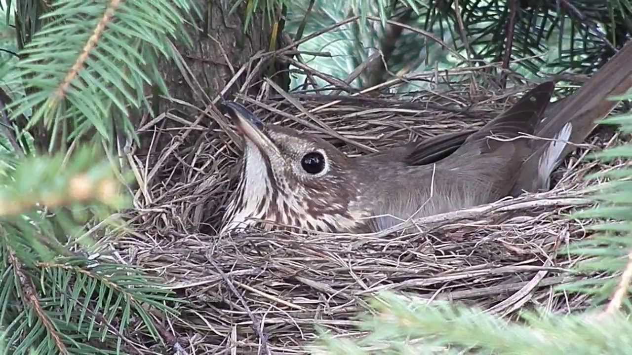 Song Thrush eating ants in the nest. - YouTube