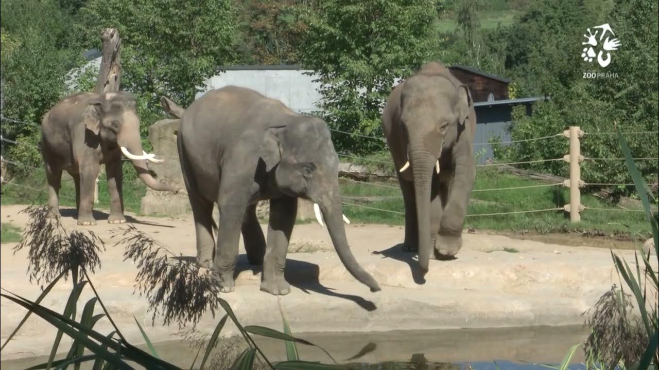 Slony chová Zoo Praha už 90 let - YouTube