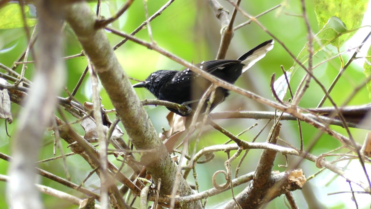 Dot-Winged Antwren (Microrhopias quixensis microstictus) male, French ...
