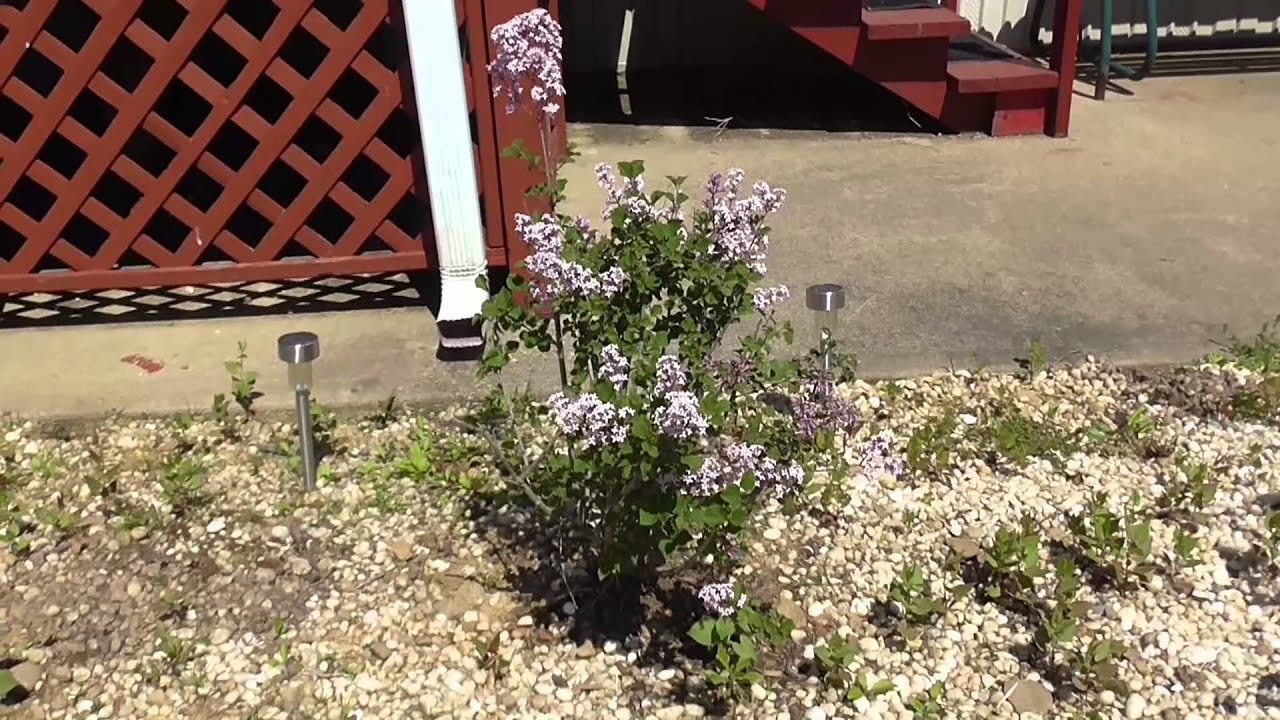 Dwarf Lilac Bush - YouTube