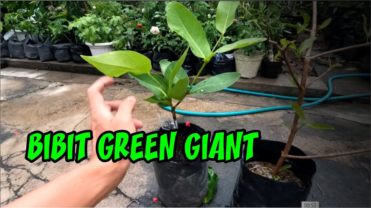 Bibit Jambu Air Green Giant - YouTube