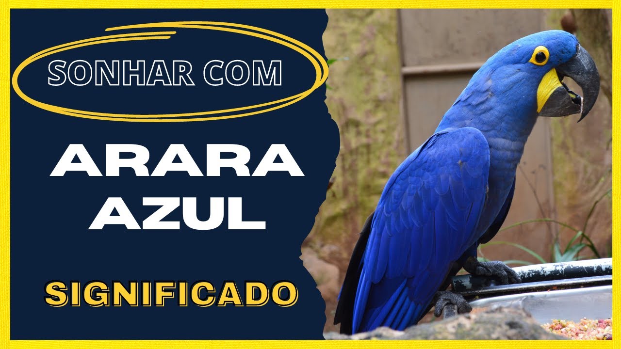 Sonhar com ARARA AZUL - Qual será o significado? - YouTube