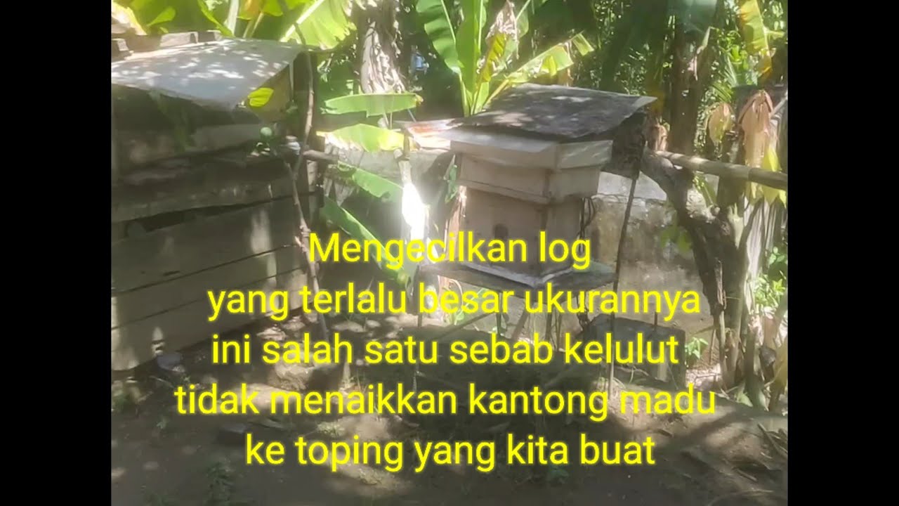 Mengatasi masalah kelulut tidak menaikkan kantong madu ke toping - YouTube