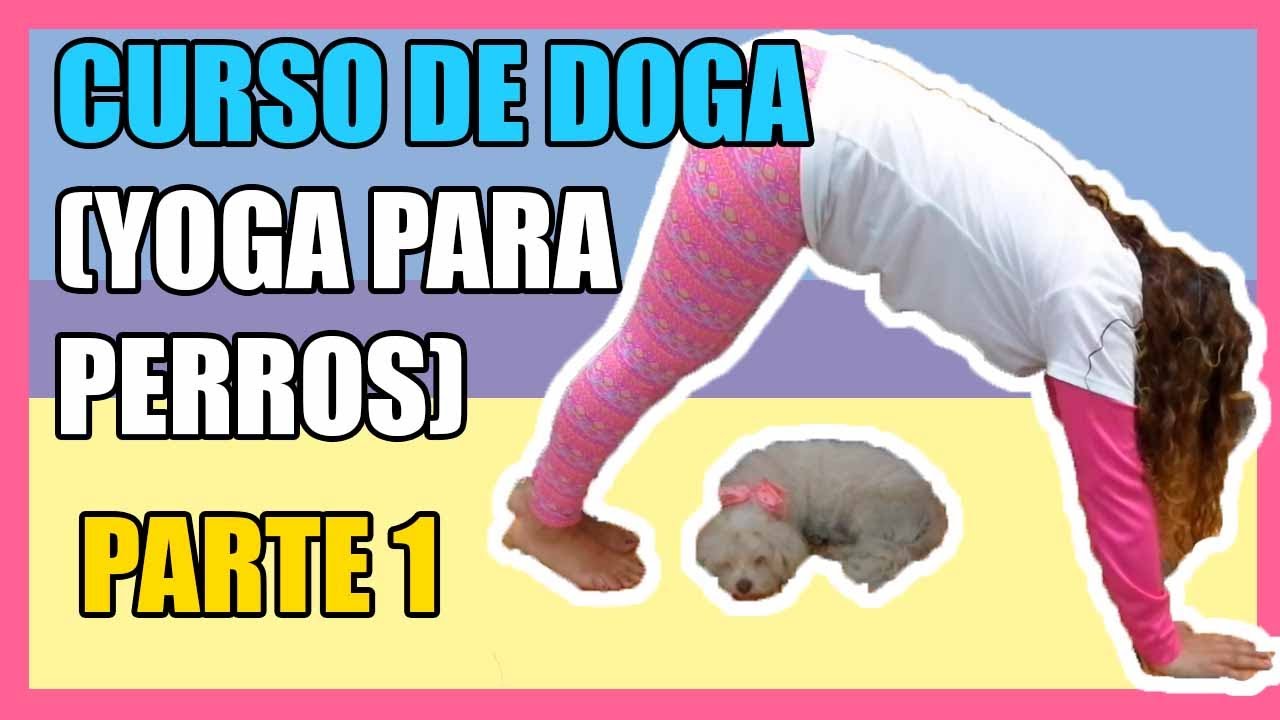 🐶 CURSO DE DOGA (YOGA PARA PERROS) PARTE 1 - YouTube